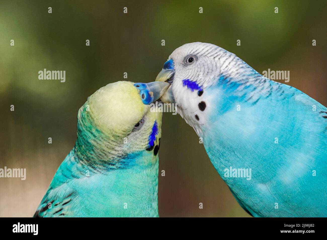 Common parakeets or shell parakeet kissing Stock Photo - Alamy