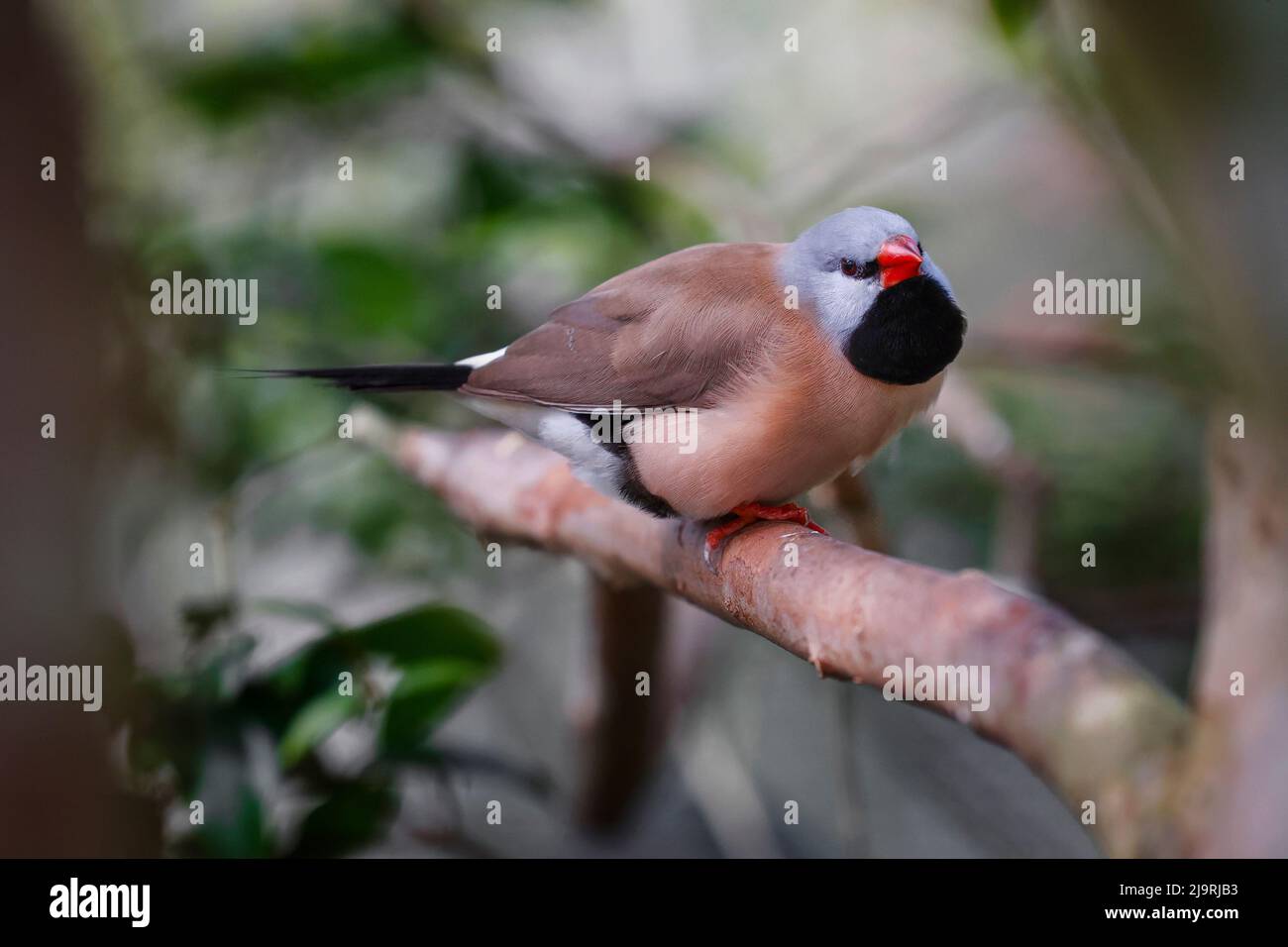 Shaft Tail Finch Cinnamon