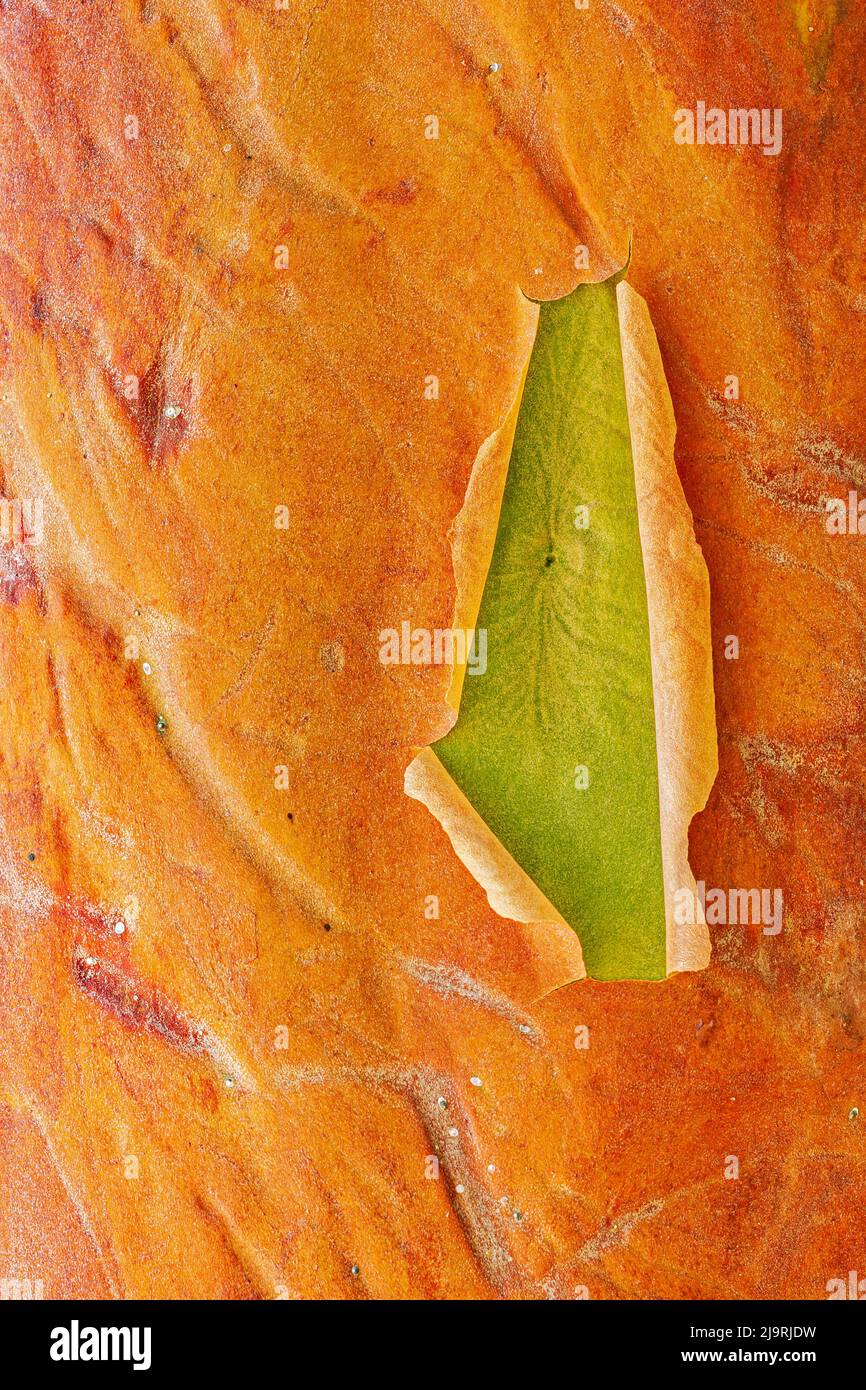 Canada, British Columbia. Bark detail of madrone tree bark peels Stock ...