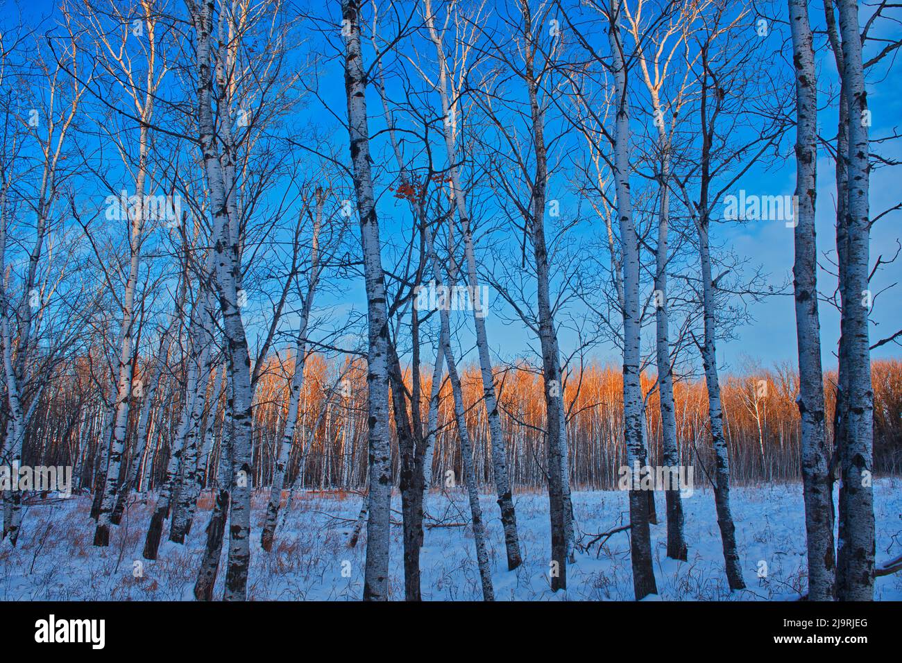 Seine river forest hi-res stock photography and images - Alamy