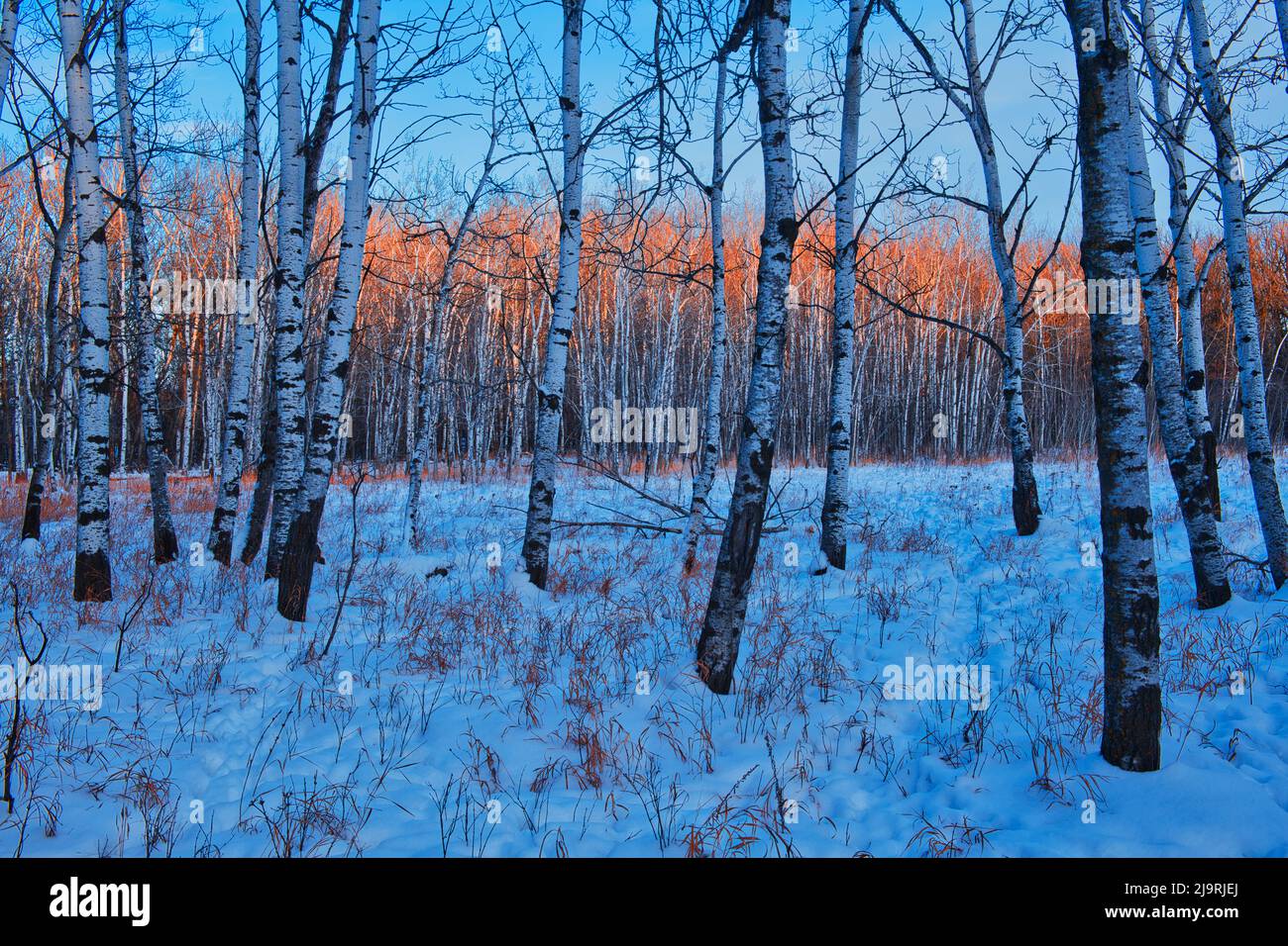 Seine river forest hi-res stock photography and images - Alamy