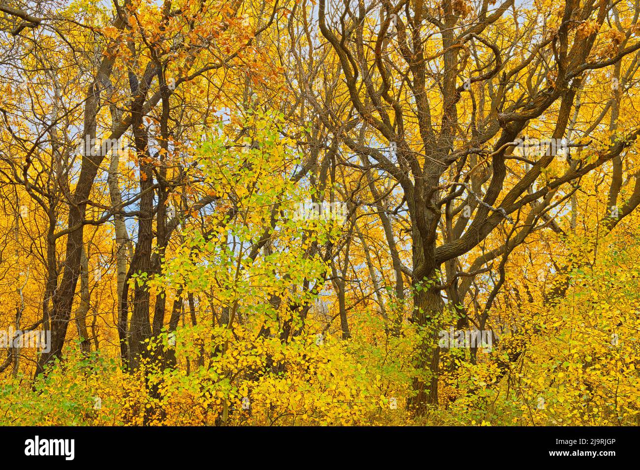 Hardwood trees hi-res stock photography and images - Alamy