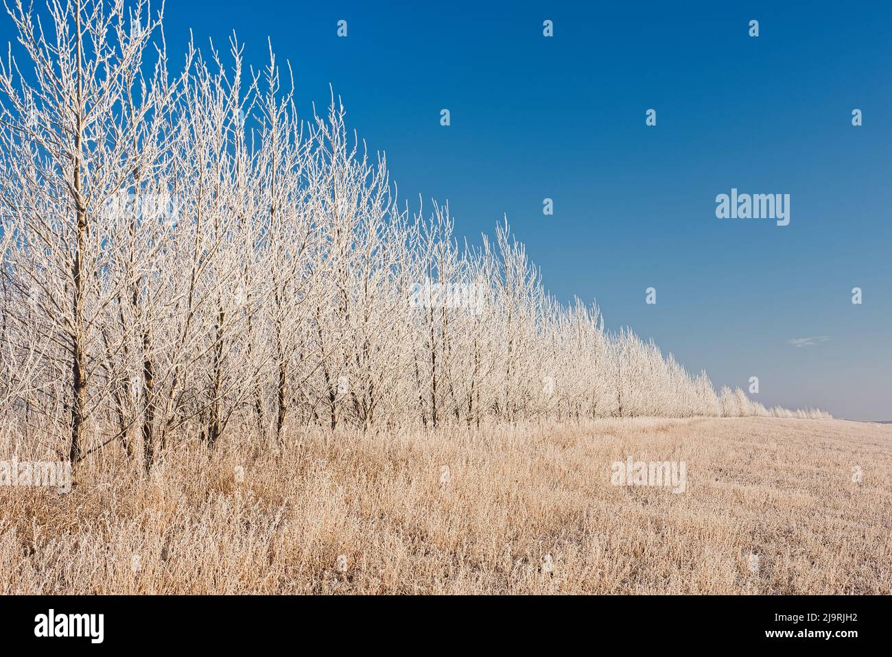 Canada, Manitoba, Grande Pointe. Hoarfrost covered trees and prairie at ...
