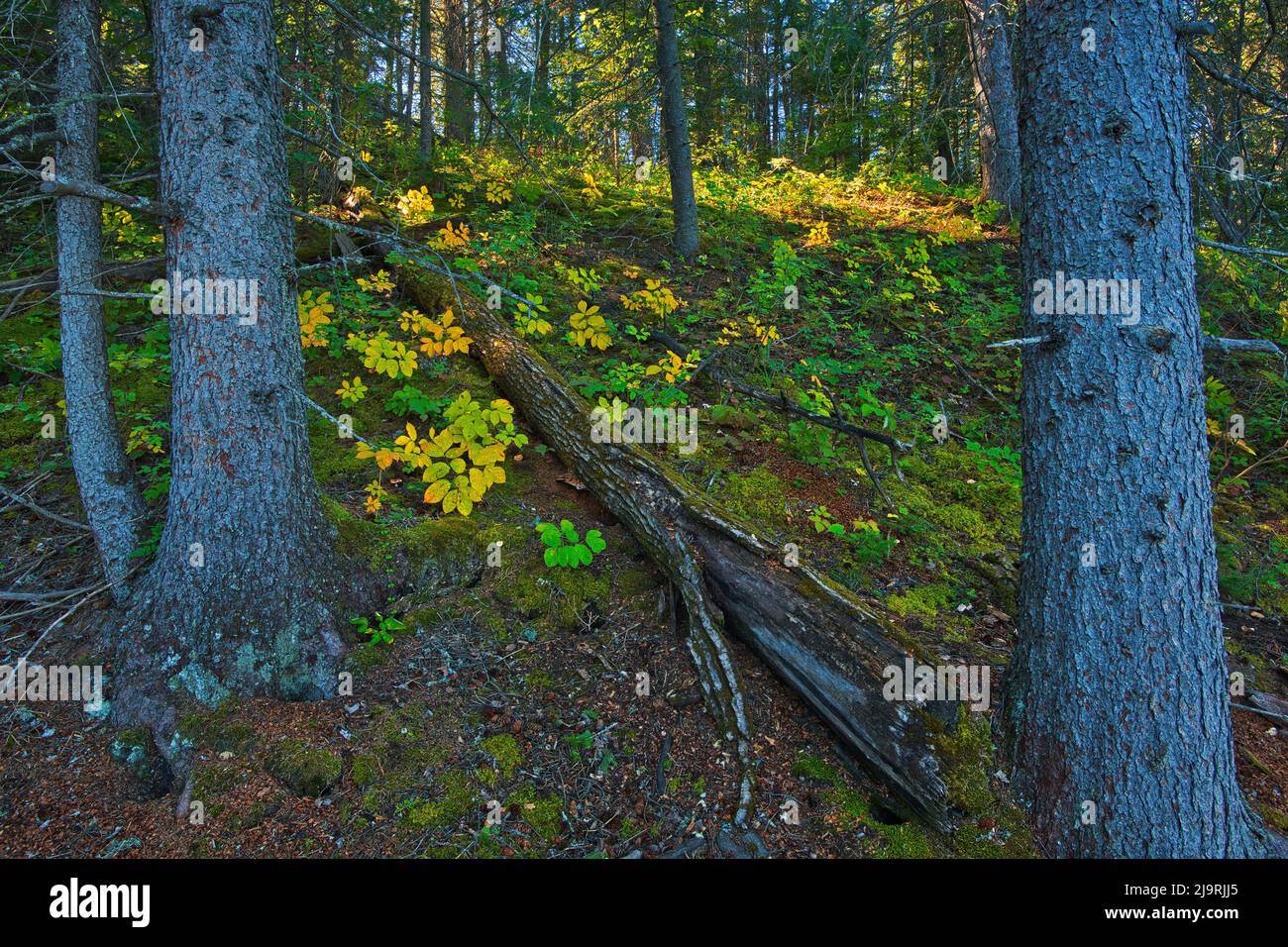 Canada, Manitoba, Duck Mountain Provincial Park. Forest scenic Stock ...