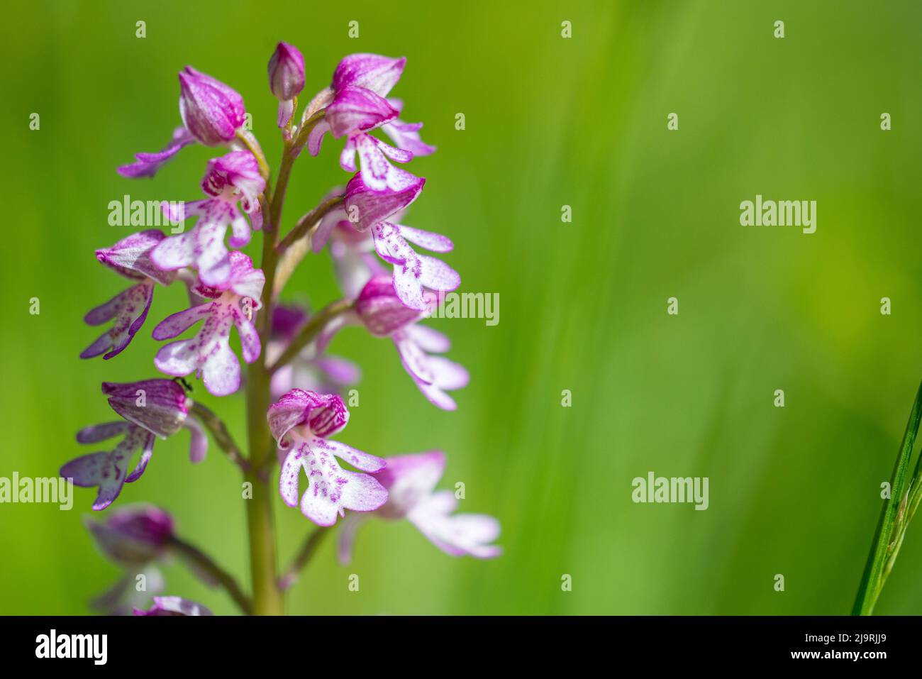 Orchis militaris, the military orchid, is a species of orchid native to ...