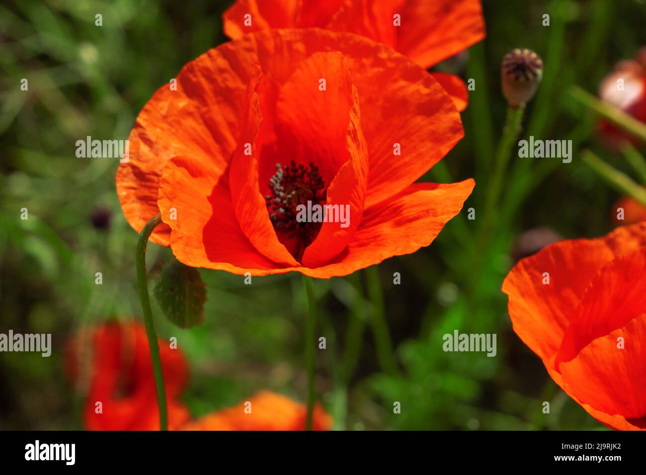poppy field. Poppies close up Stock Photo - Alamy