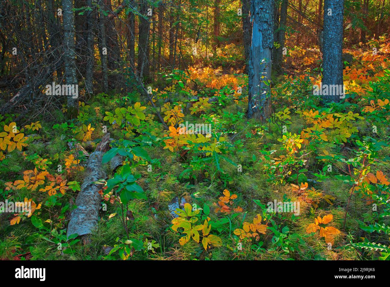 Canada, Manitoba, Duck Mountain Provincial Park. Forest scenic Stock ...