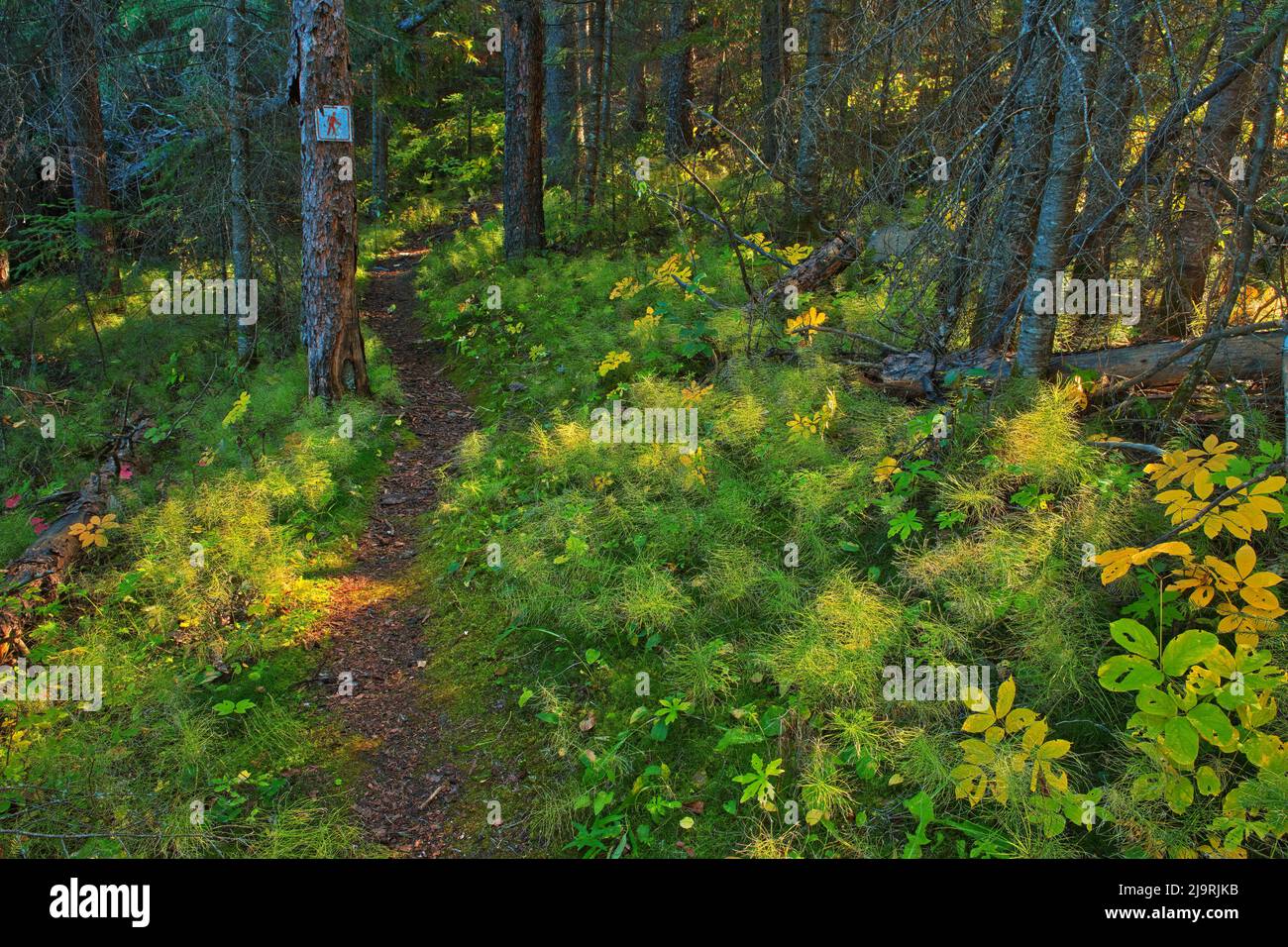 Canada, Manitoba, Duck Mountain Provincial Park. Forest scenic and ...