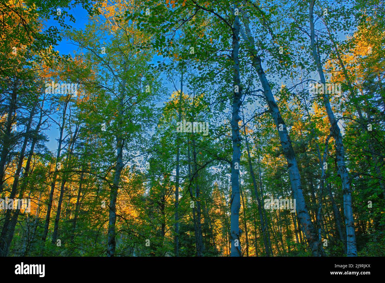 Canada, Manitoba, Duck Mountain Provincial Park. Forest scenic Stock ...