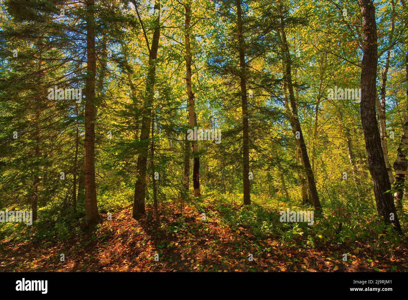 Canada, Manitoba, Duck Mountain Provincial Park. Forest scenic Stock ...