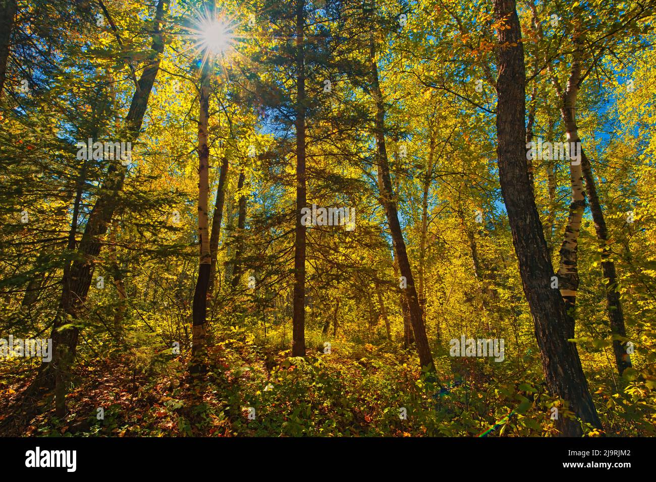 Canada, Manitoba, Duck Mountain Provincial Park. Forest scenic Stock ...