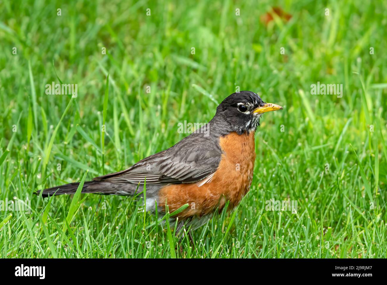 Canada, Manitoba, Winnipeg. American robin in grass Stock Photo - Alamy