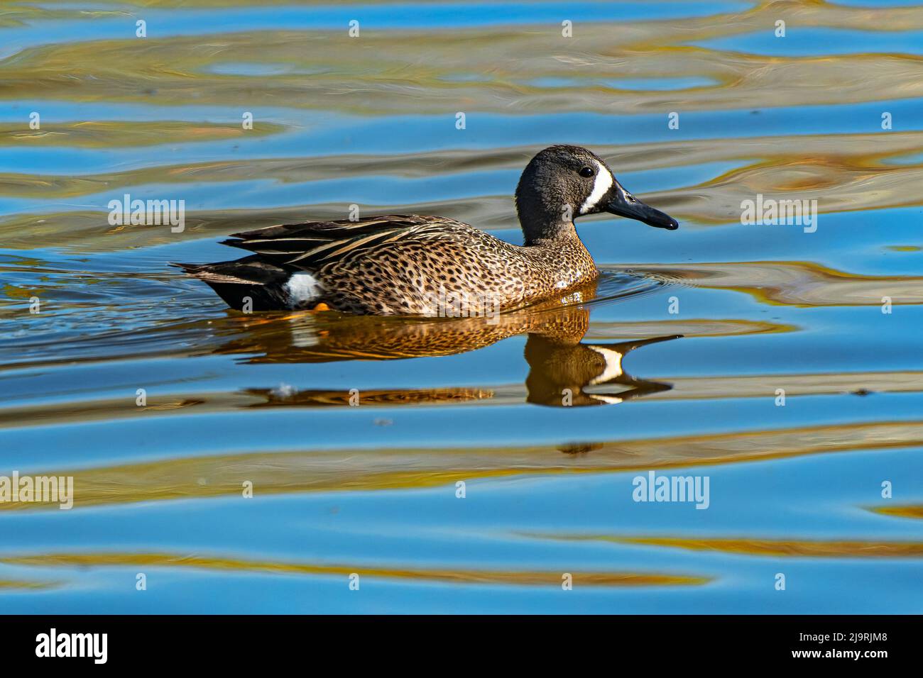Canada, Manitoba, Winnipeg. Male blue-winged teal duck in water Stock ...