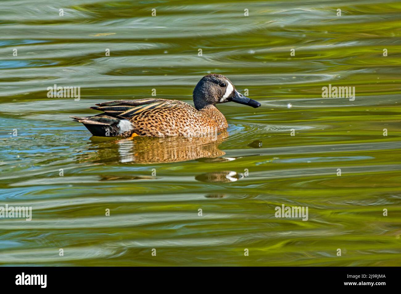 Canada, Manitoba, Winnipeg. Male blue-winged teal duck in water Stock ...