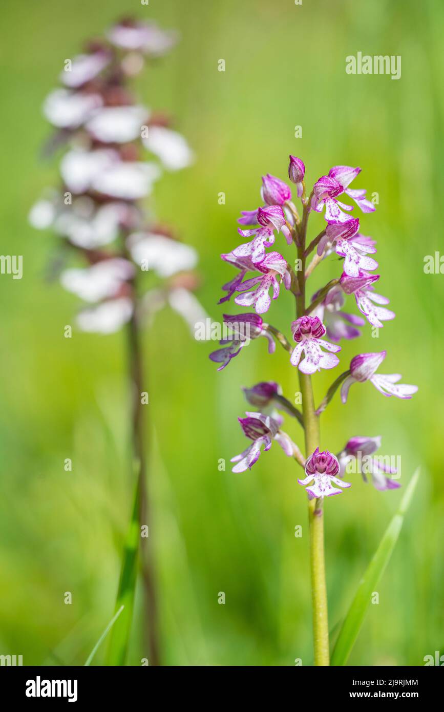 Orchis militaris, the military orchid, is a species of orchid native to ...