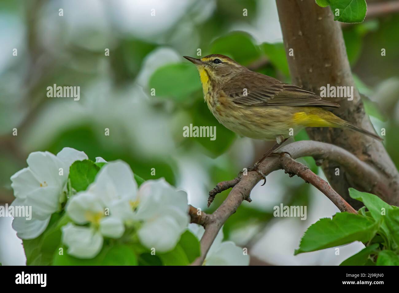 Bird in apple tree hi-res stock photography and images - Alamy