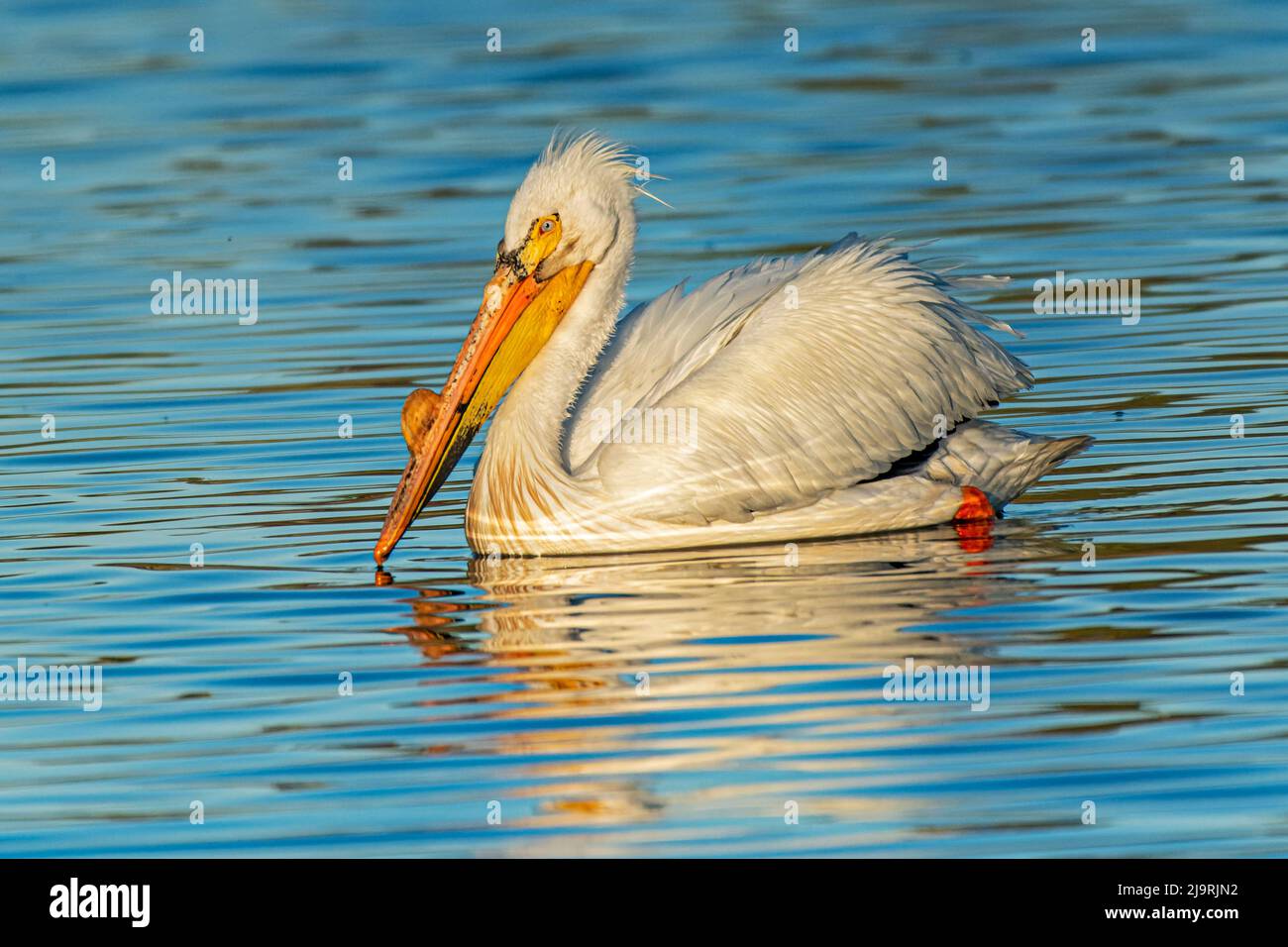 Canada, Manitoba, Winnipeg. American white pelican in water Stock Photo ...