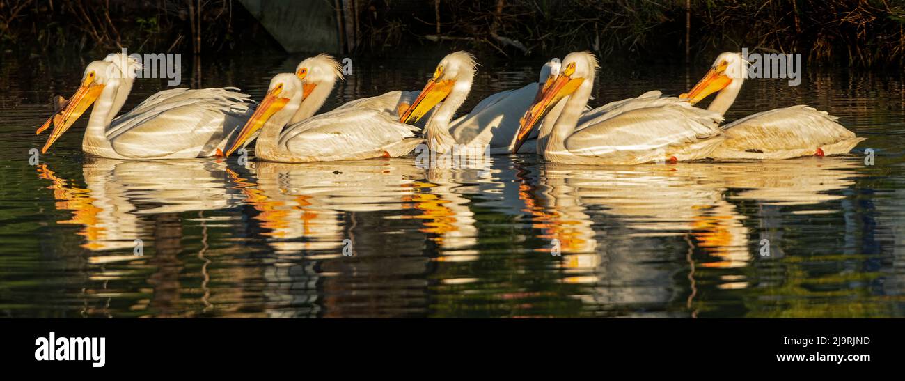 Canada, Manitoba, Winnipeg. Panoramic of American white pelicans in ...
