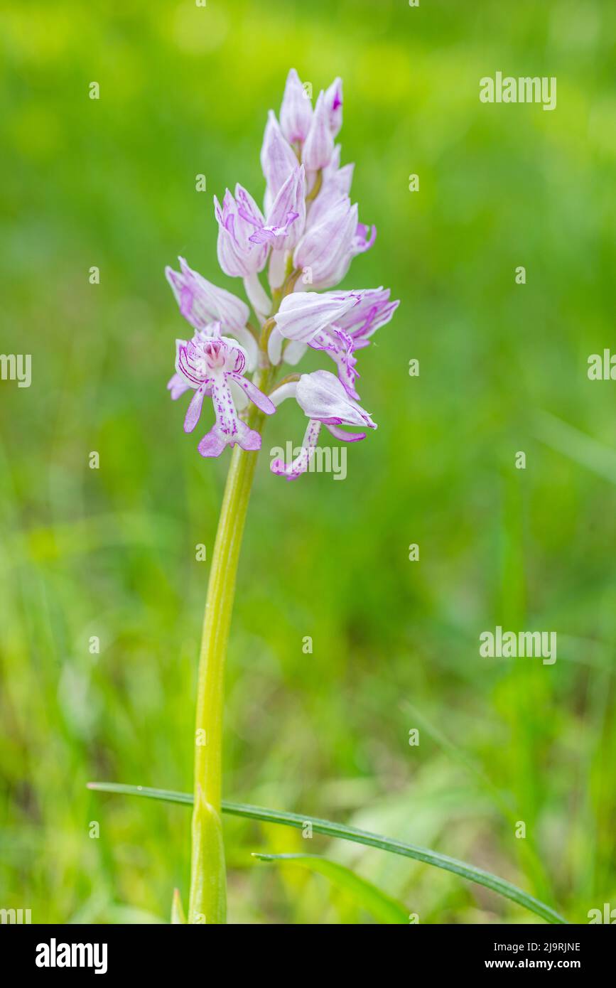 Orchis militaris, the military orchid, is a species of orchid native to ...