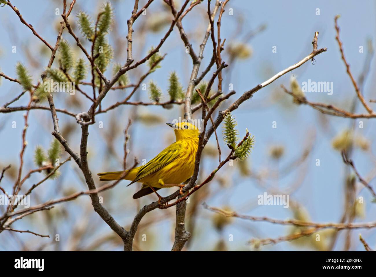 Willow island hi-res stock photography and images - Alamy