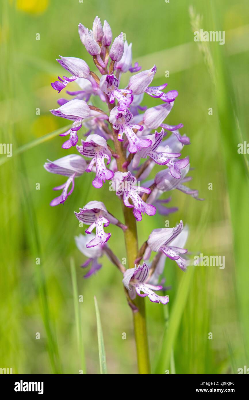 Orchis militaris, the military orchid, is a species of orchid native to ...