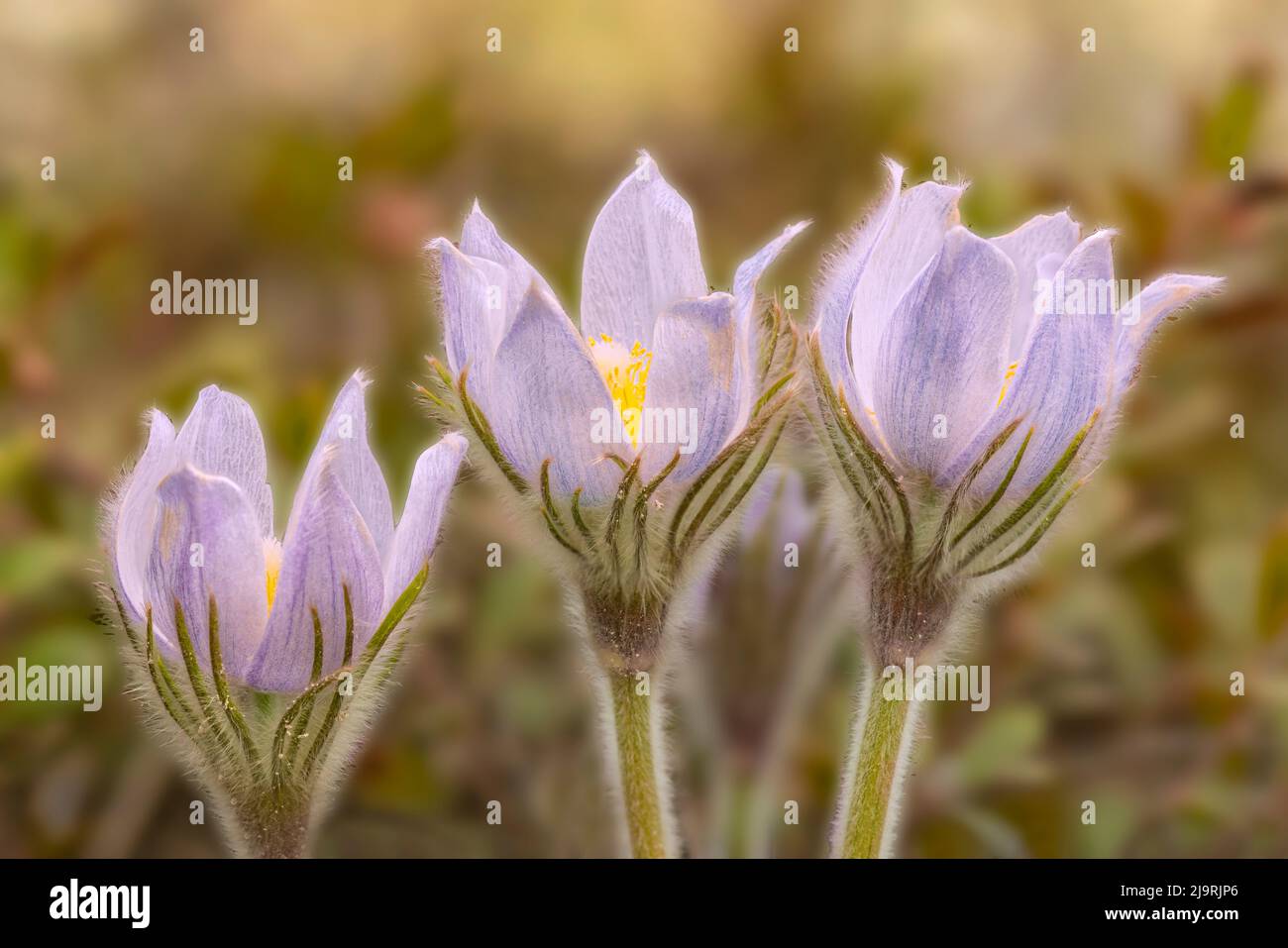 Canada, Manitoba, Sandilands Provincial Forest. Prairie crocus in bloom ...