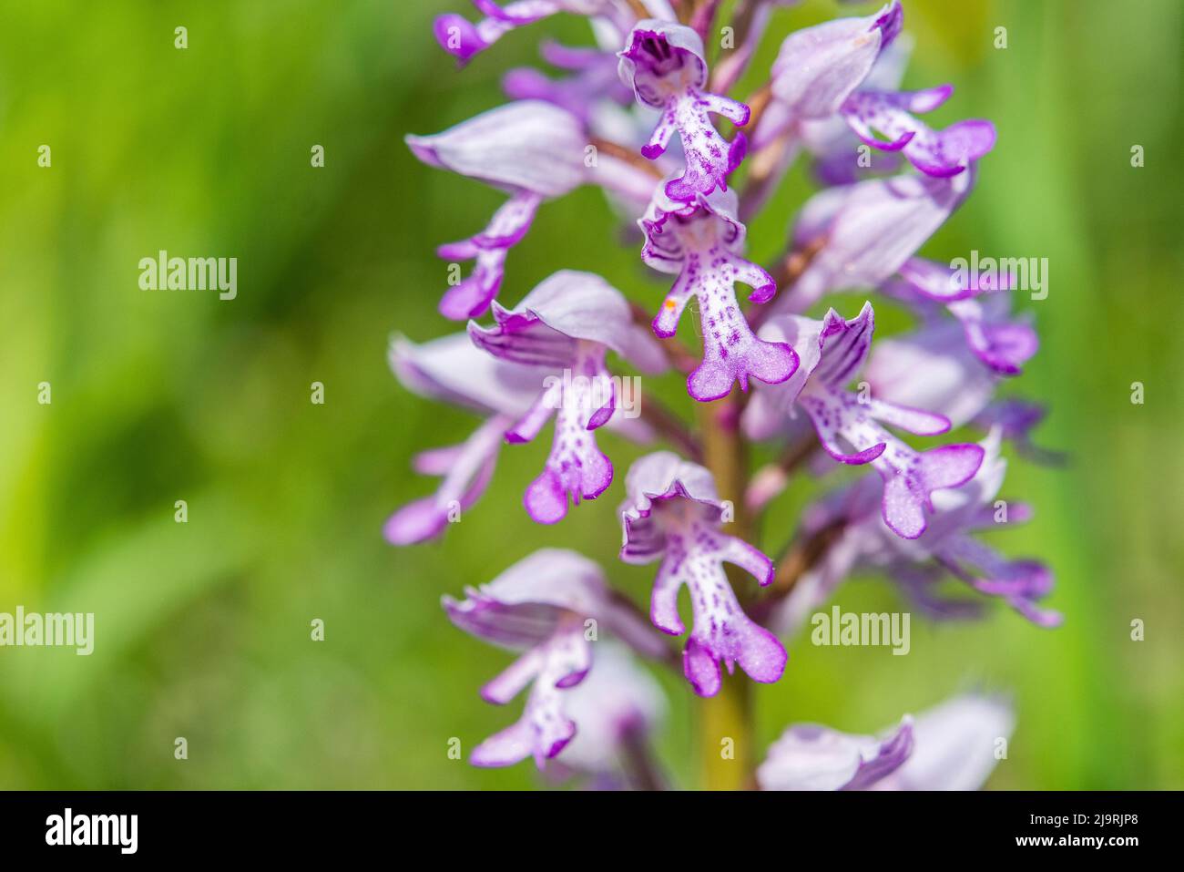 Orchis militaris, the military orchid, is a species of orchid native to ...