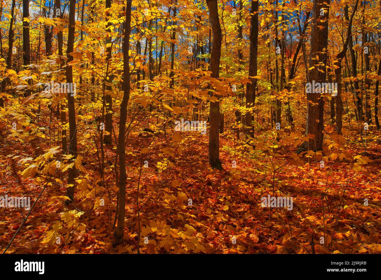 Canada, Ontario, Fairbank Provincial Park. Sugar maple trees in autumn ...