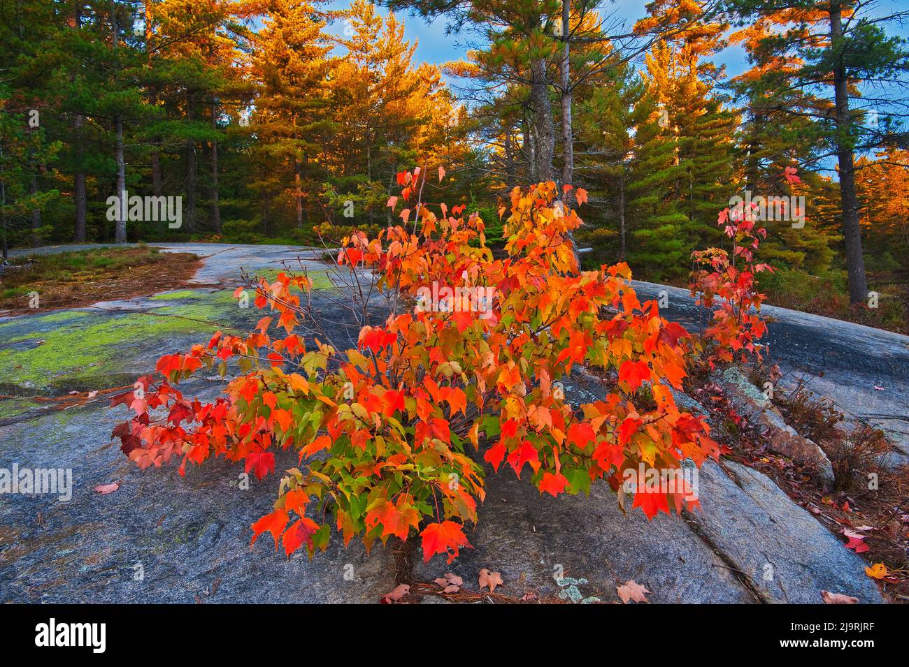 Canada, Ontario, Grundy Lake Provincial Park. Red maple tree grows out ...