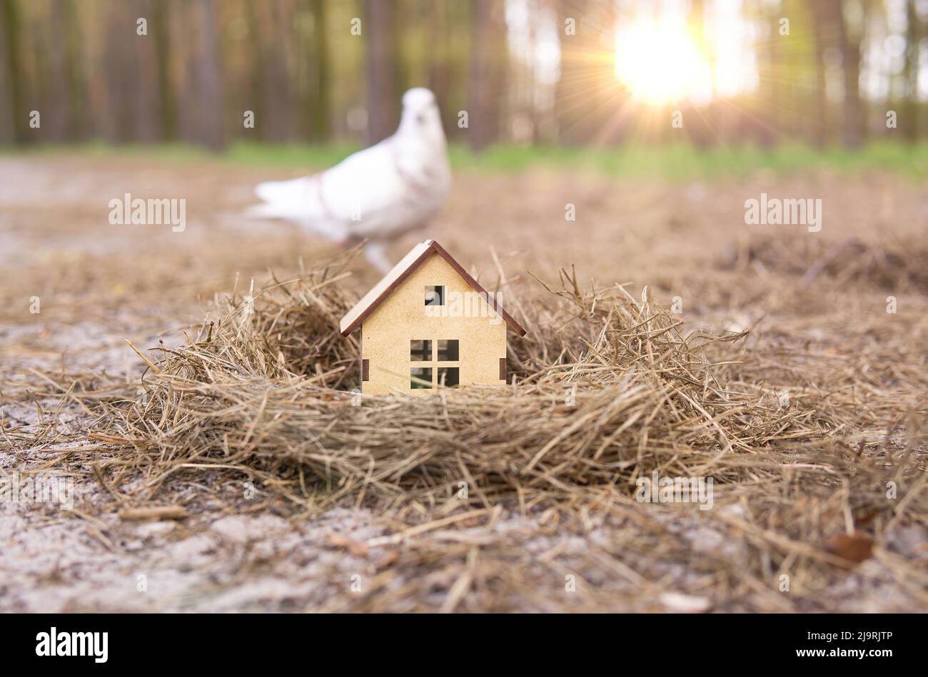 Miniature plywood toy house in a bird's nest in the woods at sunset ...