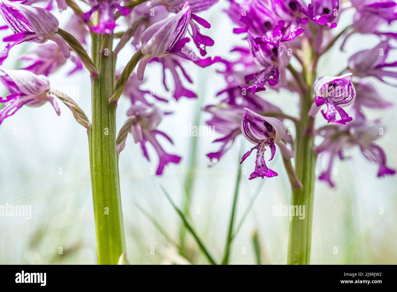 Orchis militaris, the military orchid, is a species of orchid native to ...