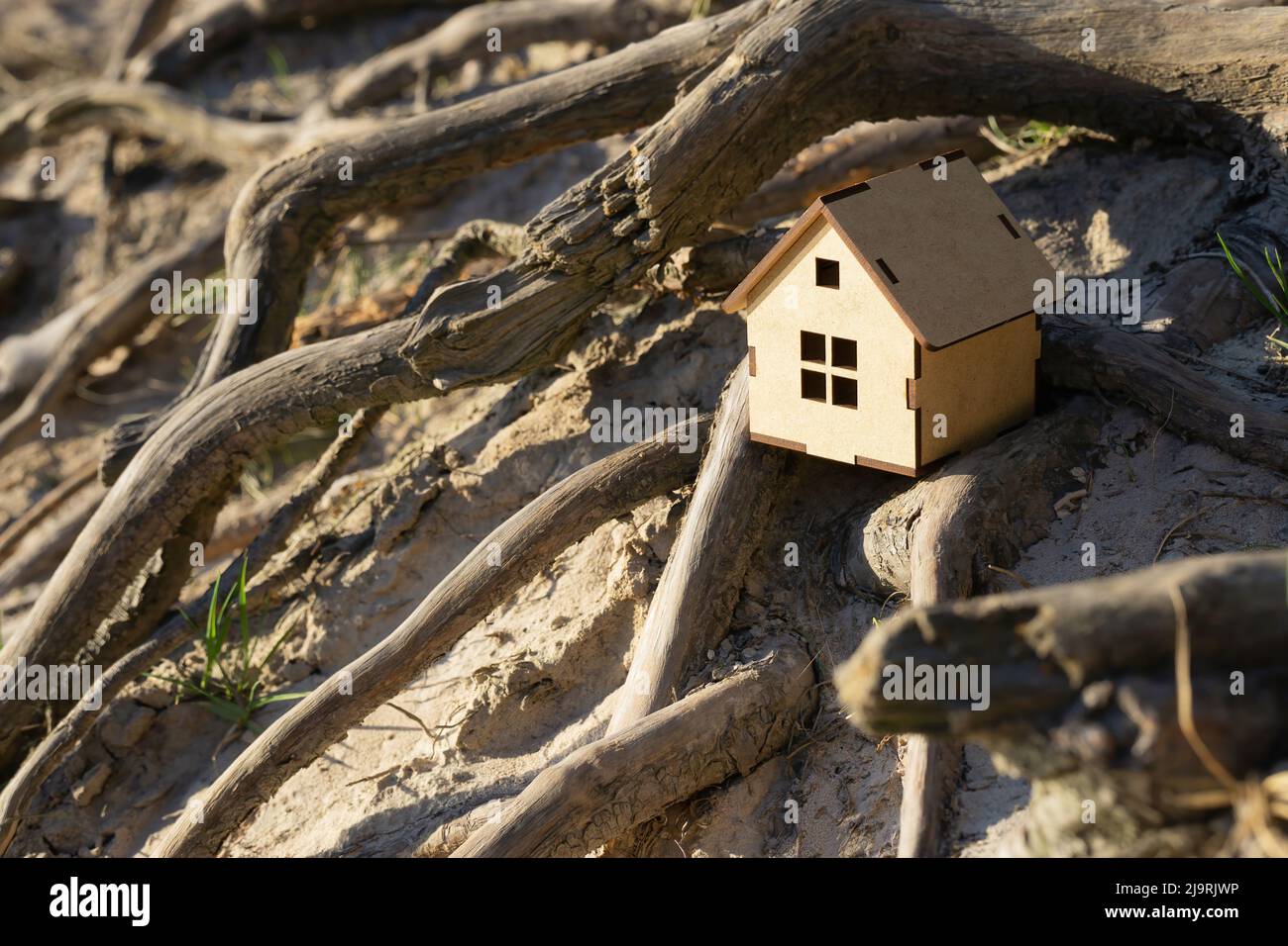 Miniature wooden house model placed among twisted tree roots outdoors ...