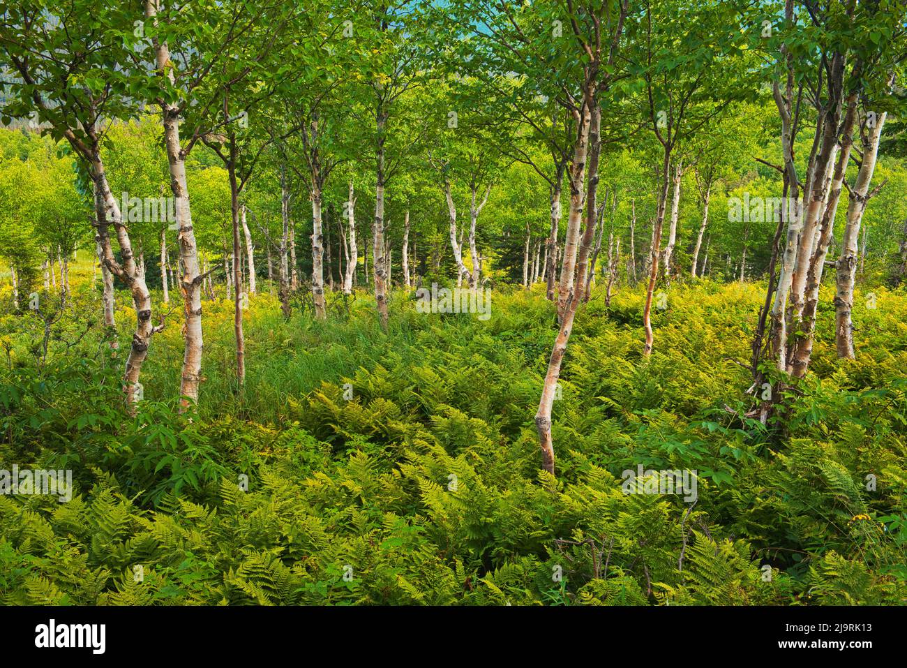Canada, Quebec, Gaspesie National Park. Ferns and white birch trees in ...