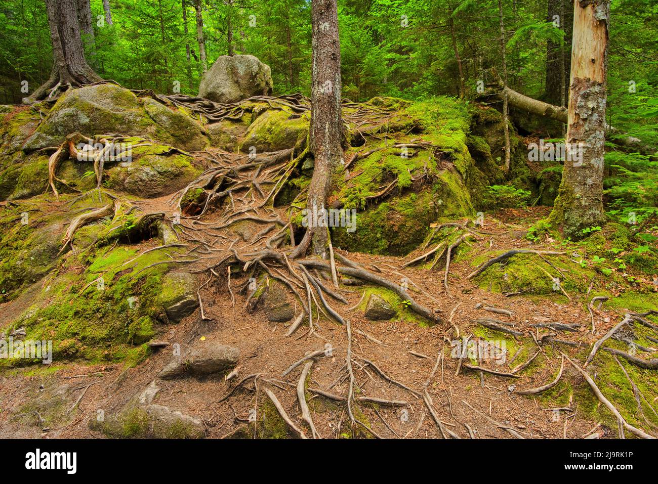 Tree root patterns hi-res stock photography and images - Alamy