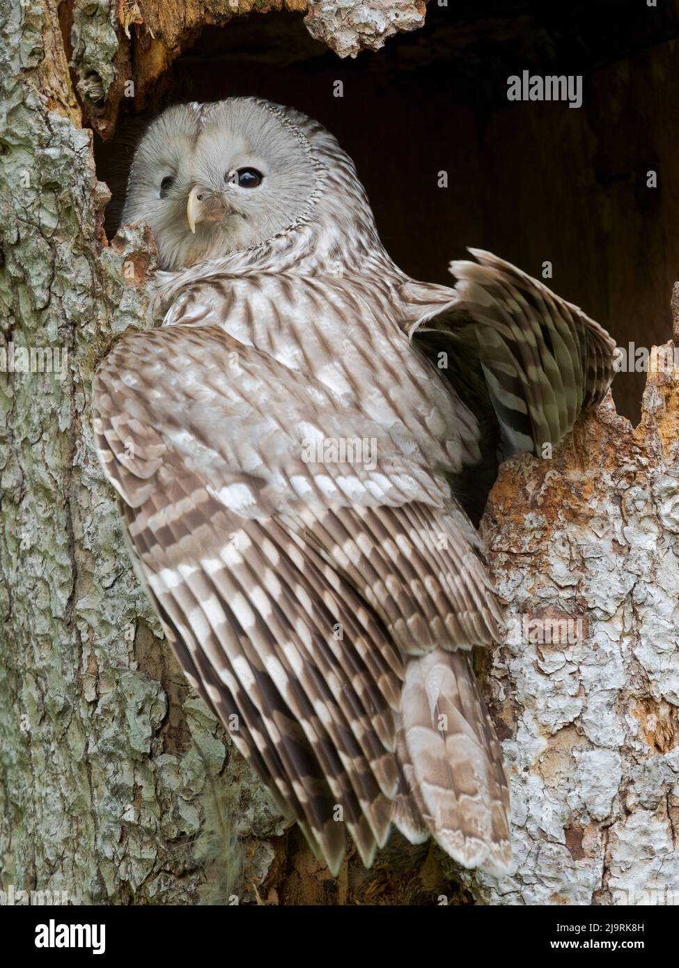 Ural owl. Adult at entrance of nest in hole of a tree. Enclosure in the ...
