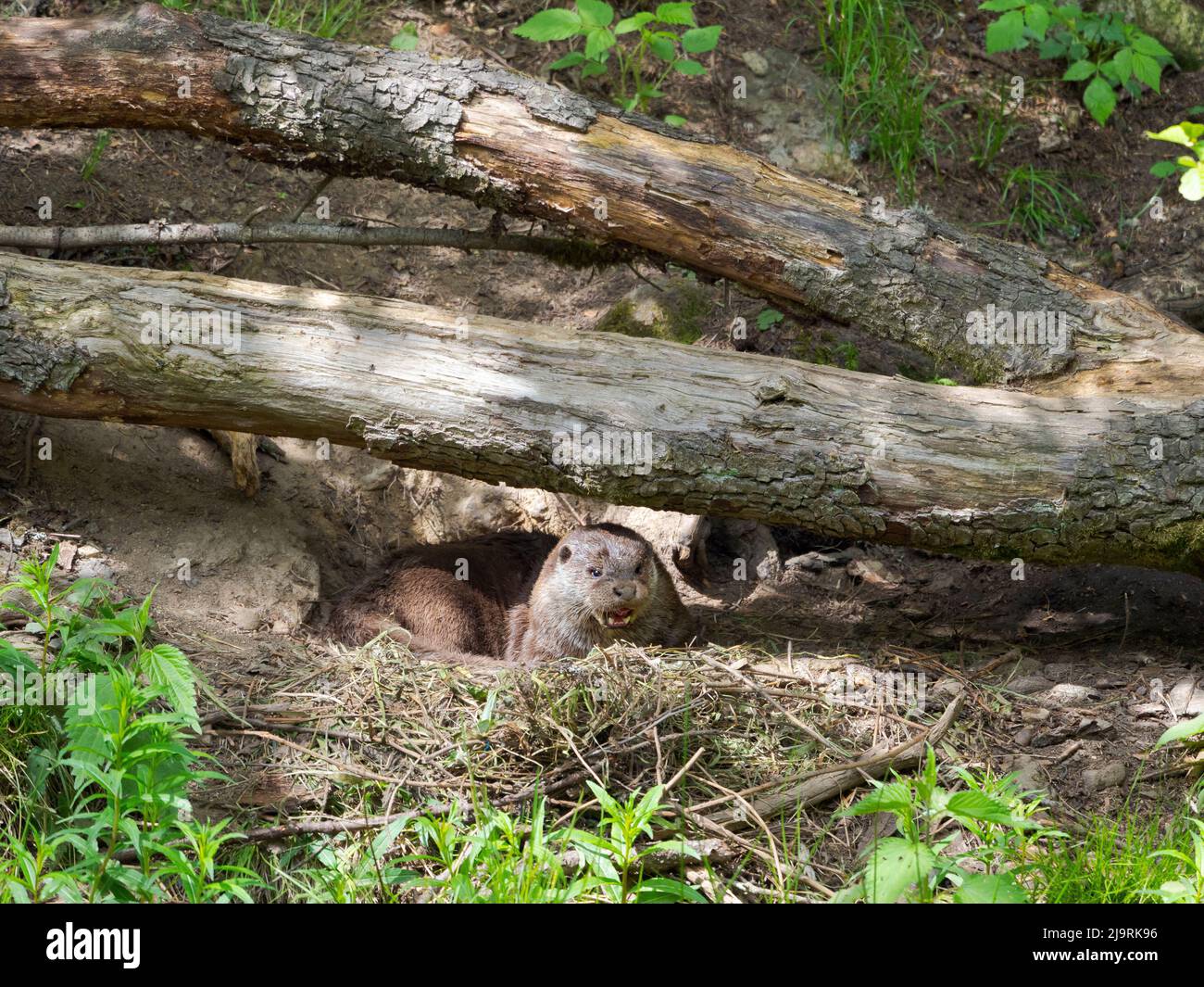 Eurasian otter during summer. Enclosure in the Bavarian Forest National ...