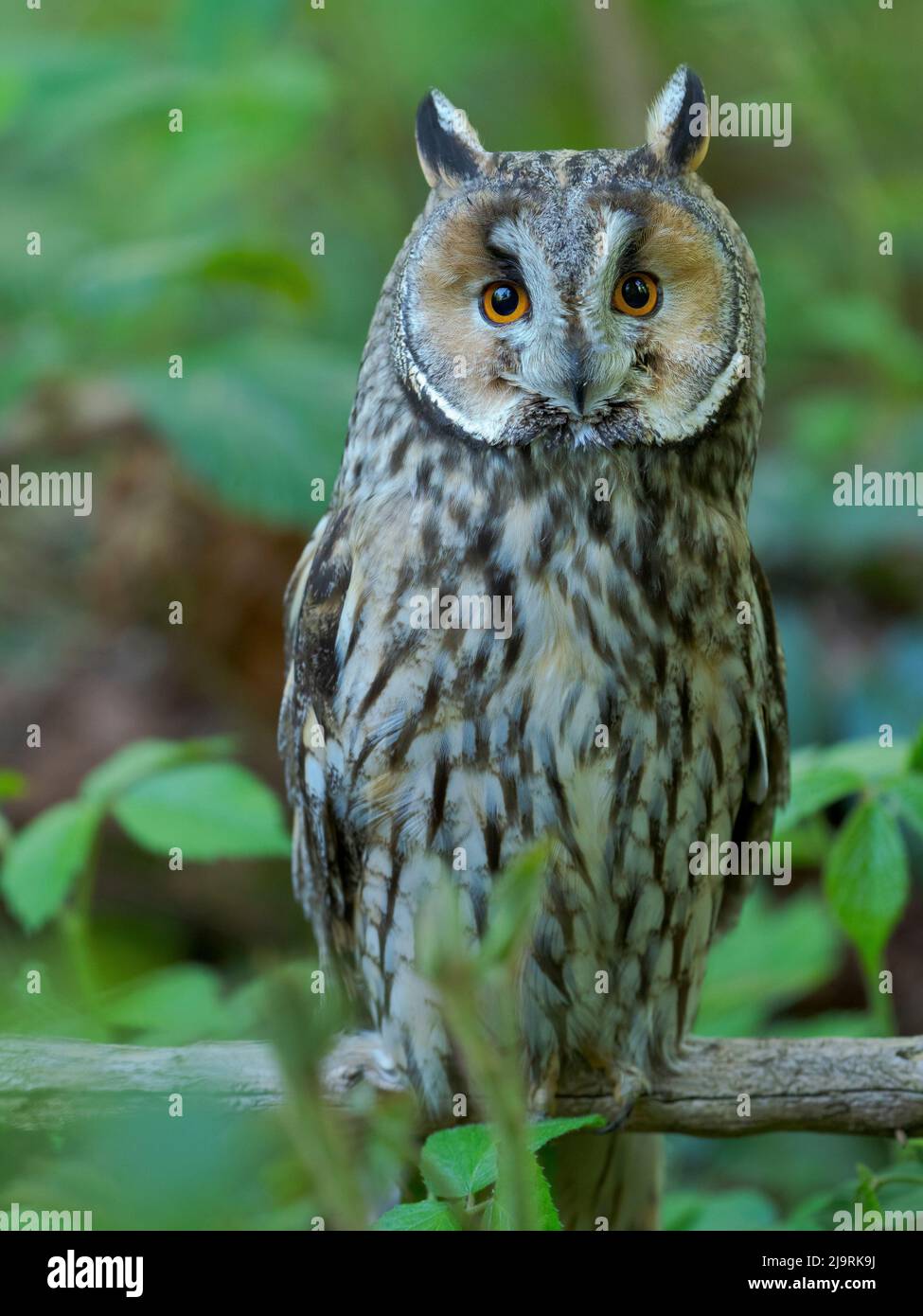 Long-eared owl. Enclosure in the Bavarian Forest National Park, Germany ...