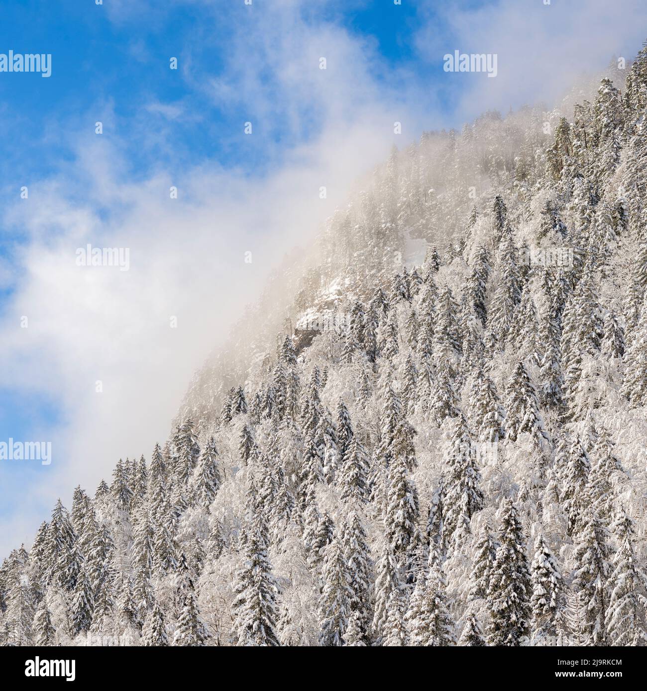 Mountain forest at frozen Sylvenstein Reservoir near Bad Tolz in the ...