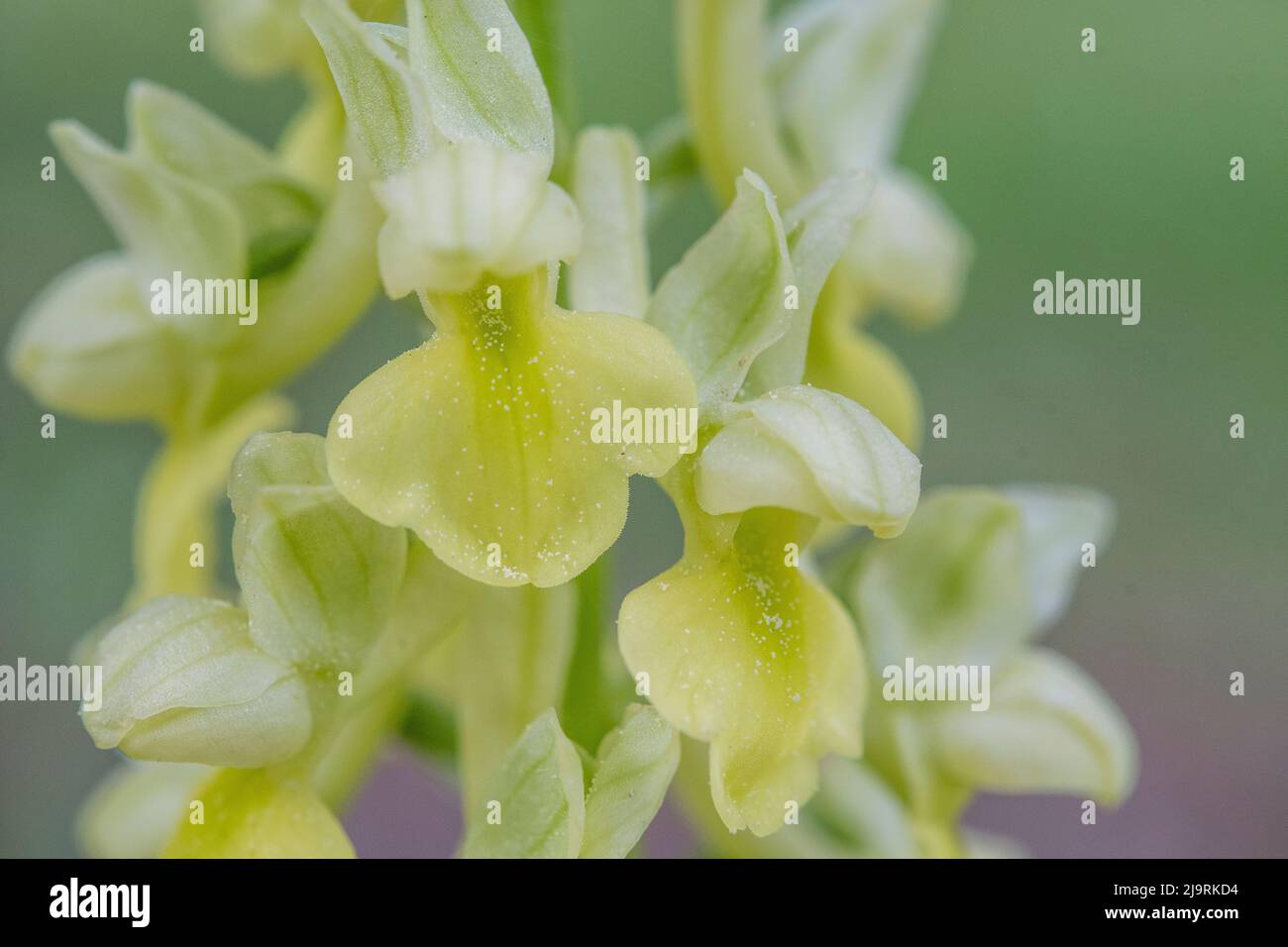 Orchis pallens, the pale orchid or pale-flowered orchid, is a perennial ...