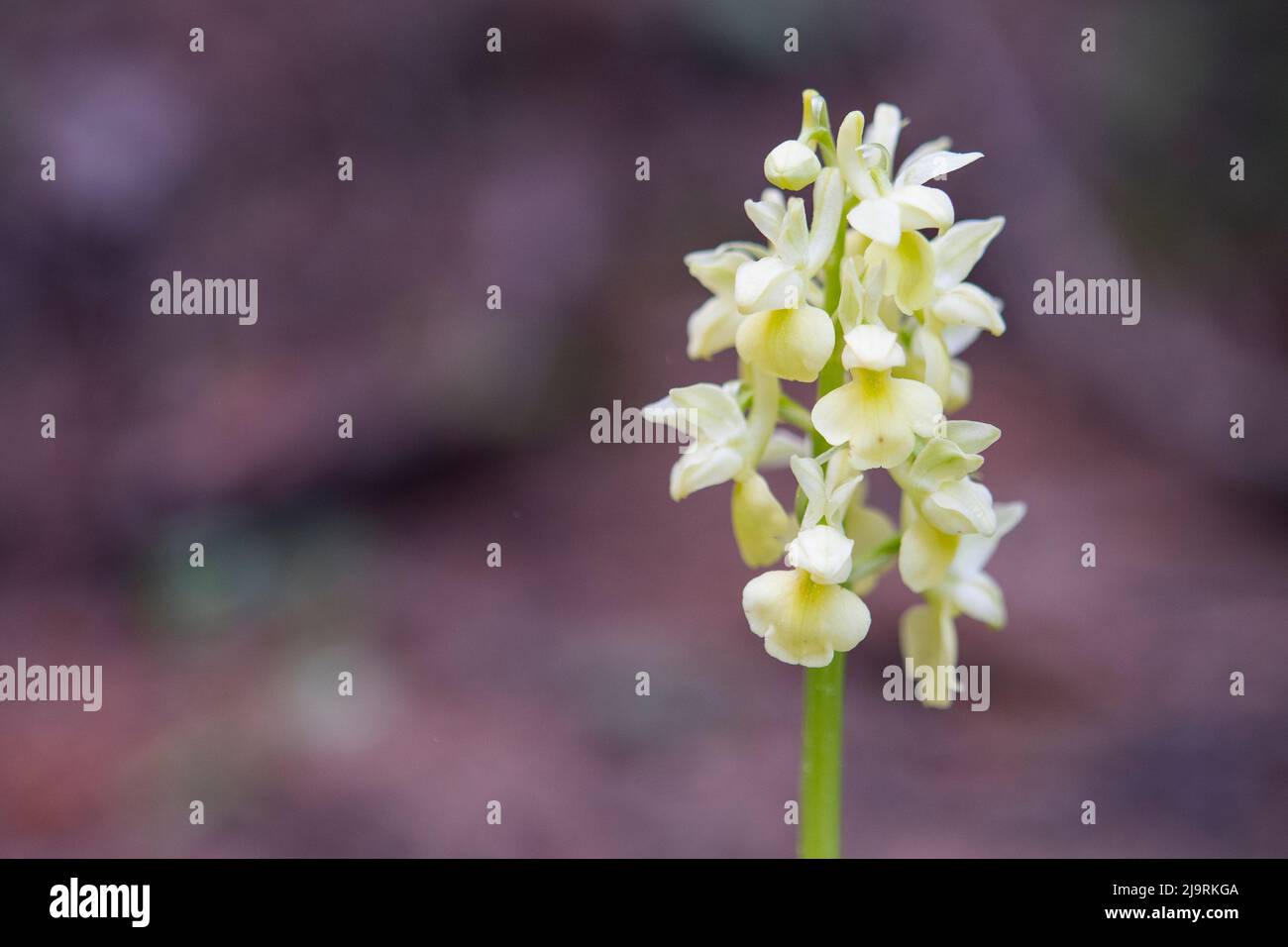 Orchis pallens, the pale orchid or pale-flowered orchid, is a perennial ...