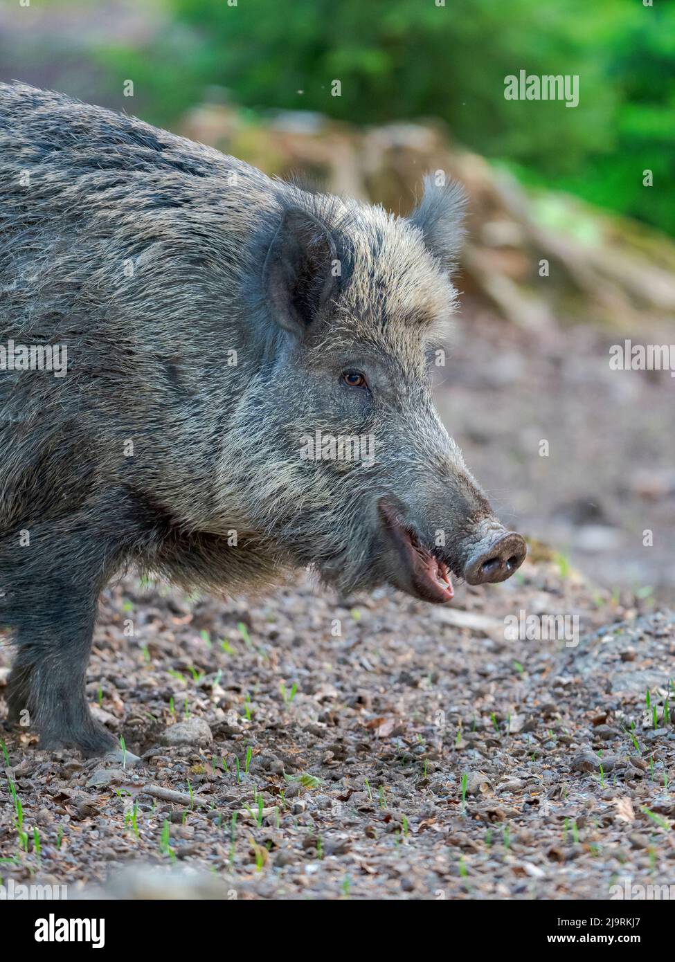 Wild boar in high forest. Enclosure in the Bavarian Forest National ...