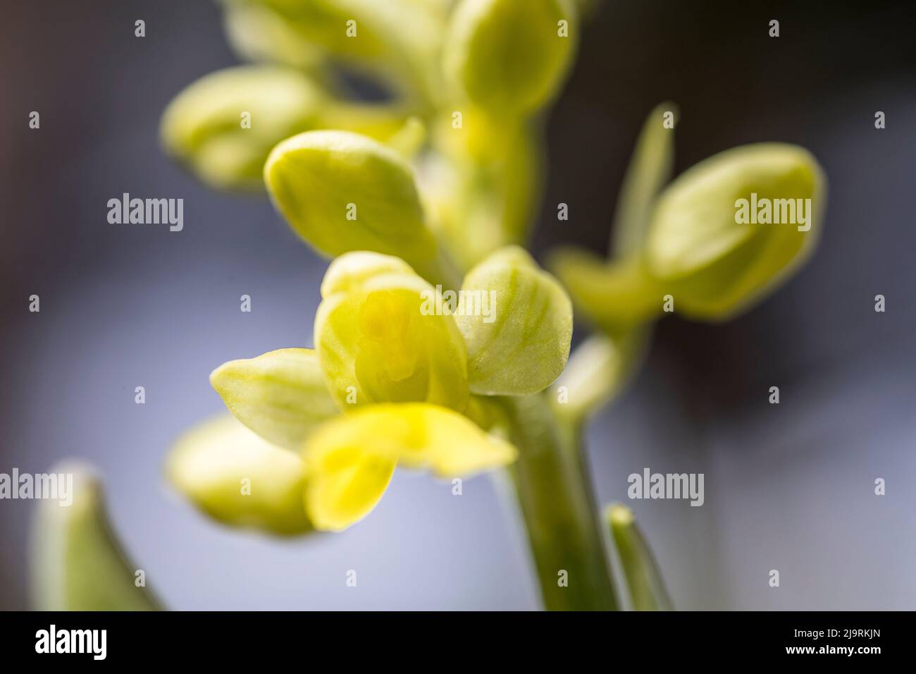 Orchis pallens, the pale orchid or pale-flowered orchid, is a perennial ...