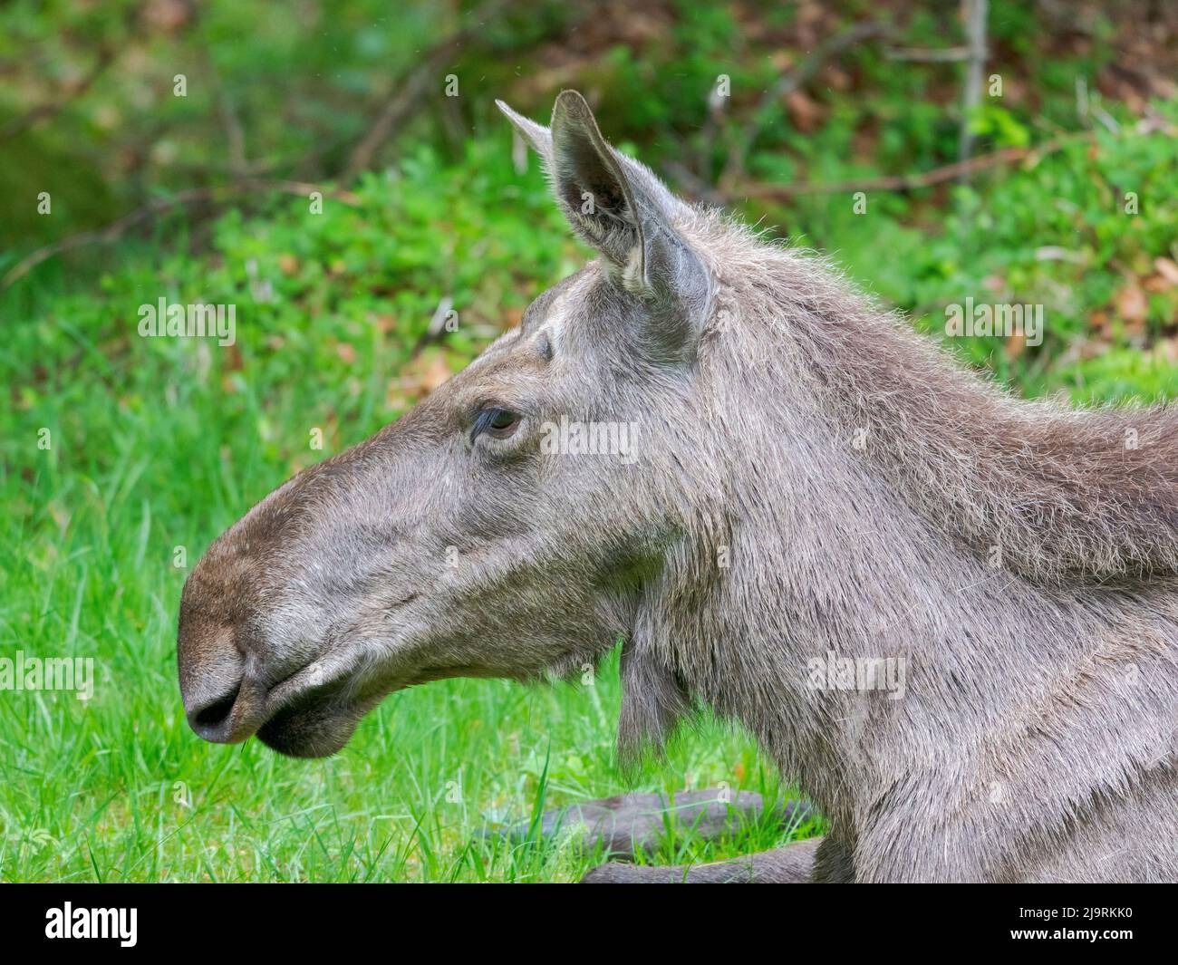 Bull with lower head hi-res stock photography and images - Alamy