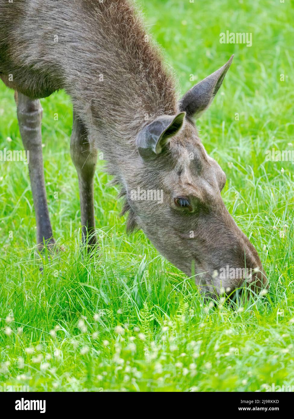 Moose or Elk. Enclosure in the Bavarian Forest National Park, Germany ...