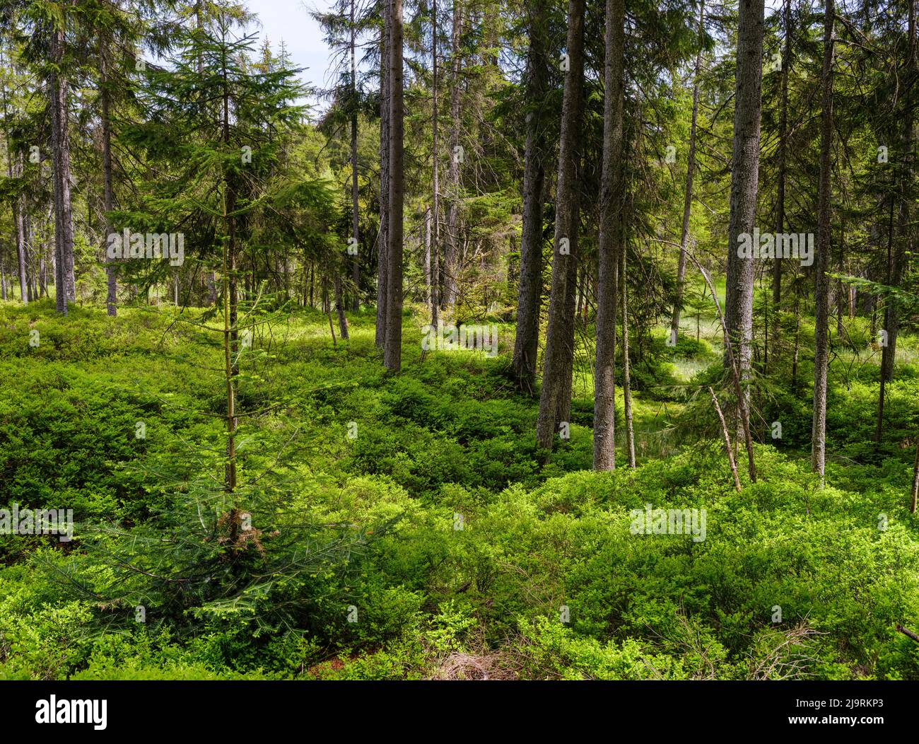 Primeval forest in the Bavarian Forest National Park near Sankt Oswald ...