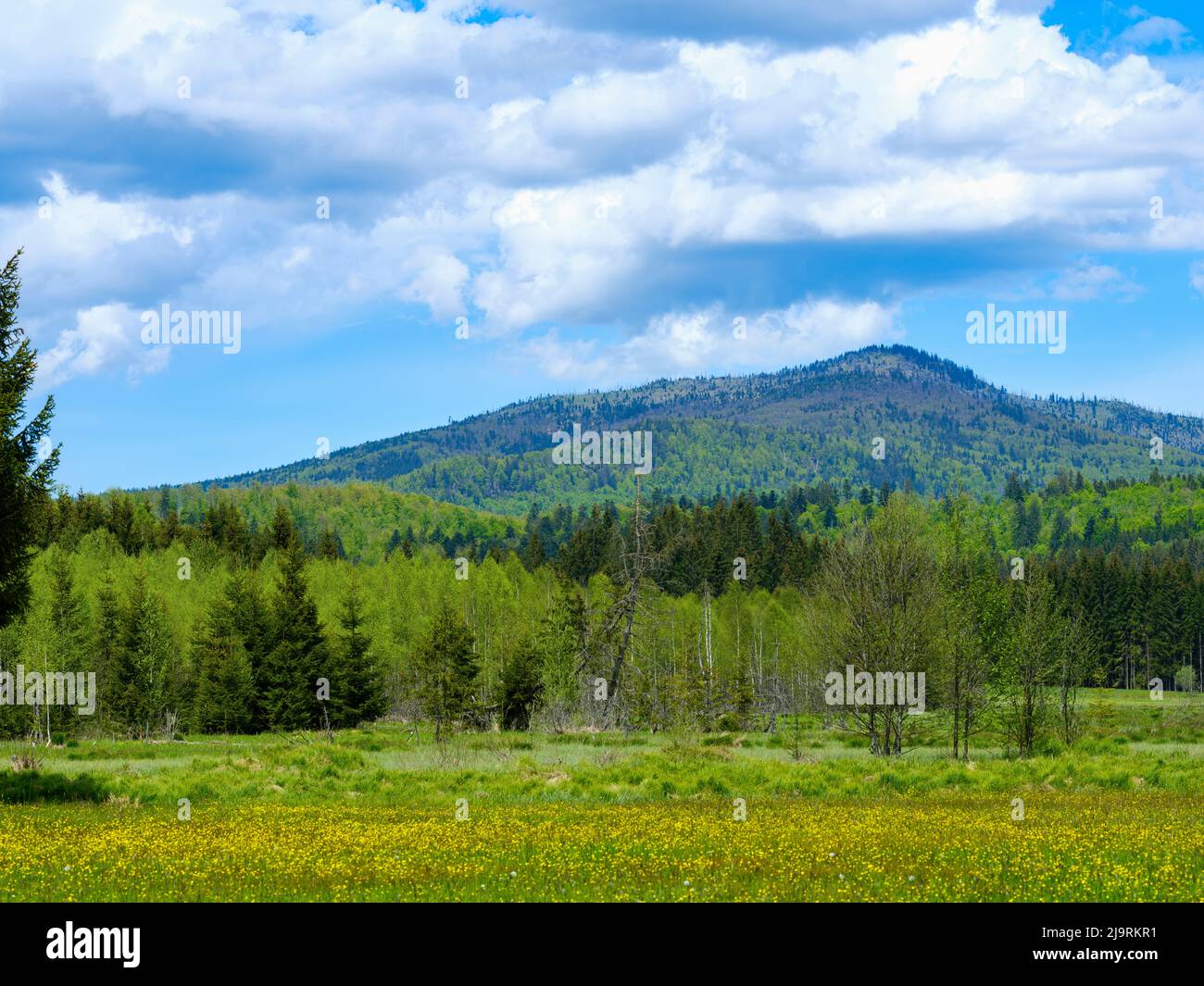 Grosser Rachel mountain seen from the wetland area Grosser Filz and ...