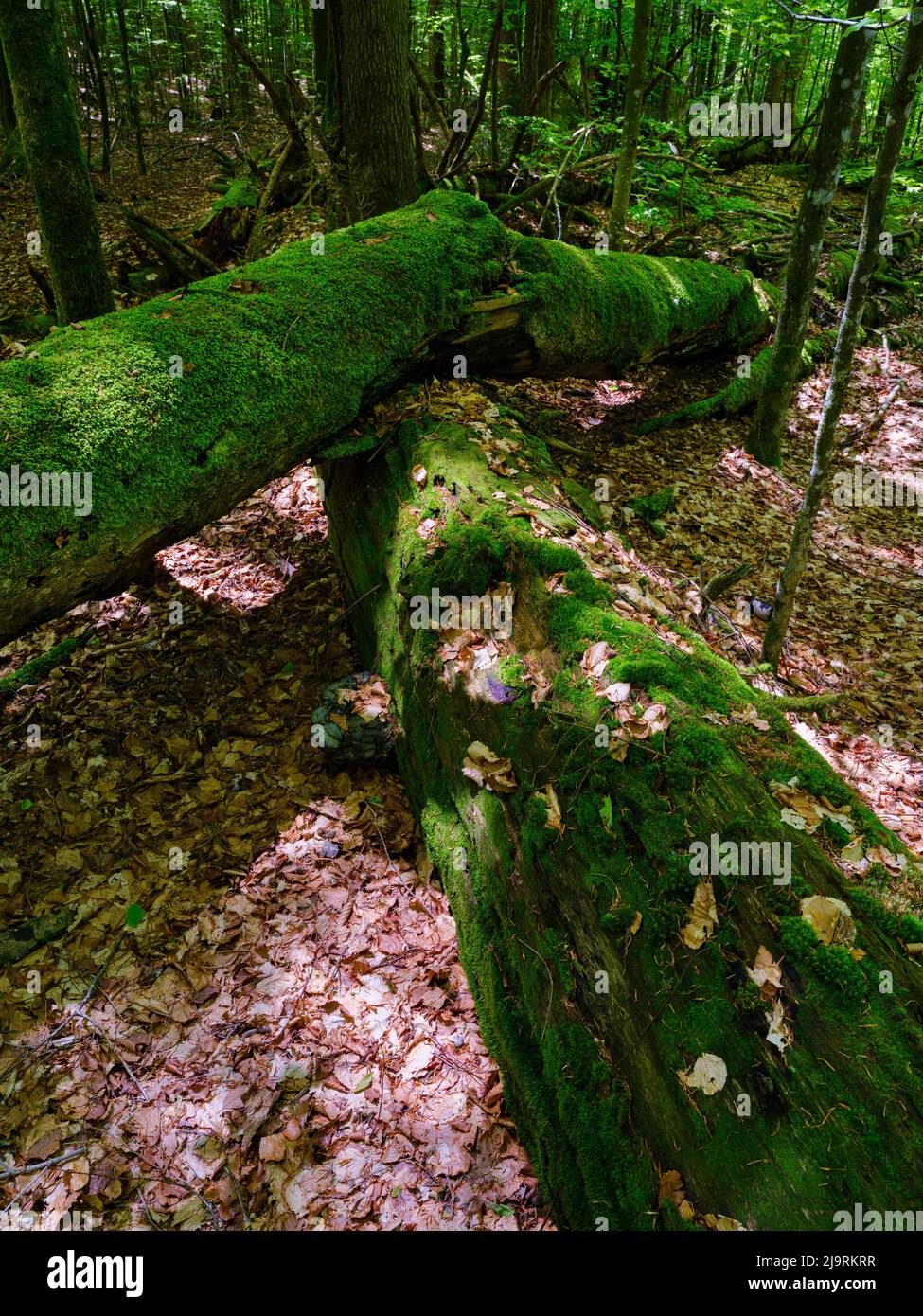 Primeval forest in the Bavarian Forest National Park near village ...