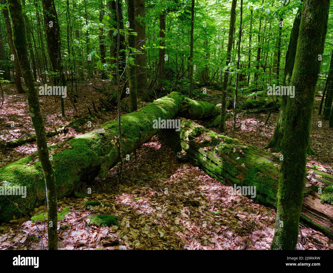Primeval forest in the Bavarian Forest National Park near village ...