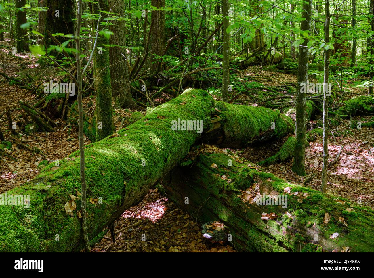 Primeval forest in the Bavarian Forest National Park near village ...
