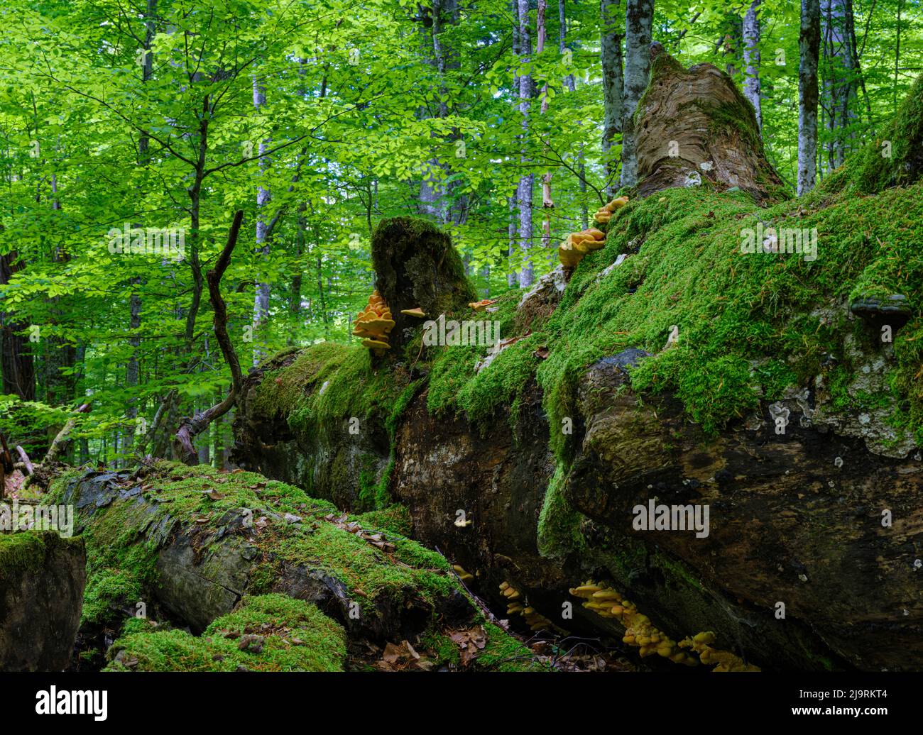 Sulphur polypore. Primeval forest in the Bavarian Forest National Park ...